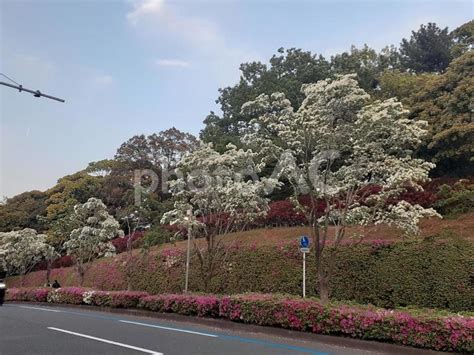なんじゃもんじゃの木 No 23994414写真素材なら写真AC無料フリーダウンロードOK