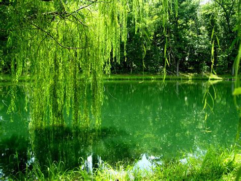 26张绿色系的摄影照片 创意悠悠花园