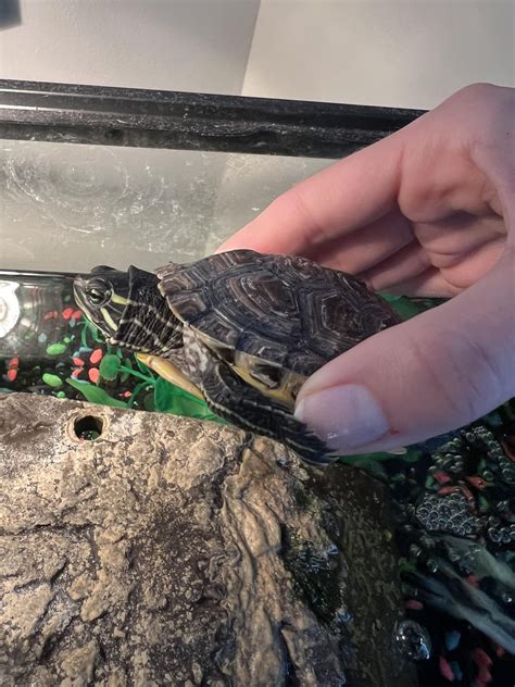 Can Anyone Tell Me About What Kind Of Turtle This Is Or The Sex R Turtle