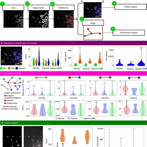 Automated Segmentation Applied To Derive Morphology Based Analytics Of Download Scientific