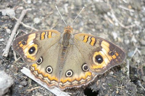 The World Of Insects And Arachnids Class Insecta And Class Arachnida