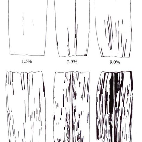 Diagrammatic Scale For Evaluation Of Bacterial Leaf Blight Severity In