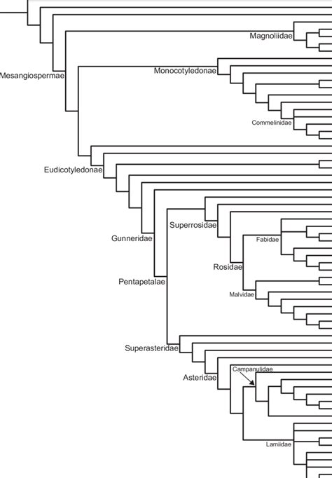 Order Level Phylogeny Of Angiosperms Based On The Angiosperm Phylogeny