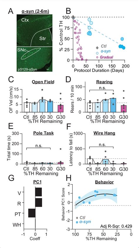 Pff A Syn Induces Gradual Dopamine Depletion But Fails To Reach End Download Scientific Diagram