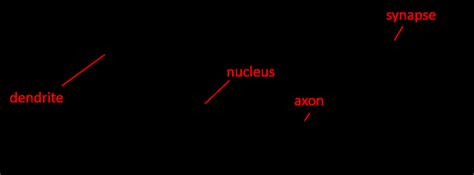 1 Neuron Structure A Is A Simplified Scheme Of A Biological Neuron Download Scientific