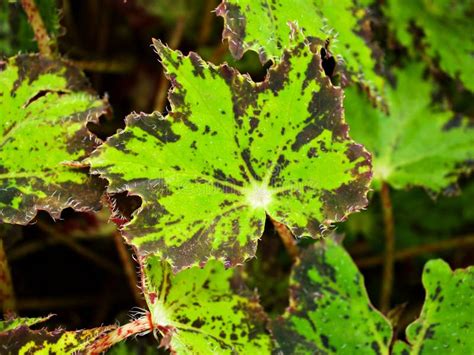 Closeup Leaf Foliage Begonia Flower Plants For Leaves Background Fairy