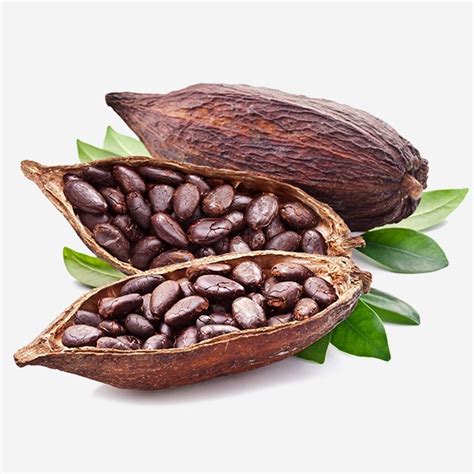 Cocoa Products Activities Sucden
