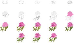 How To Draw A Peony Botanical Art Made Easy