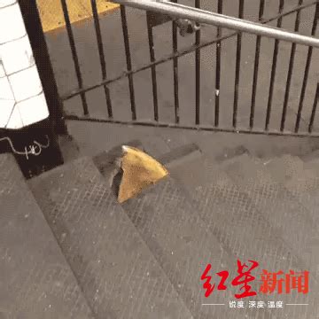 疫情下鼠患成灾的纽约狗拿耗子效果显著 手机新浪网