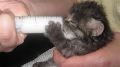 Чем кормить месячного котенка Youtube