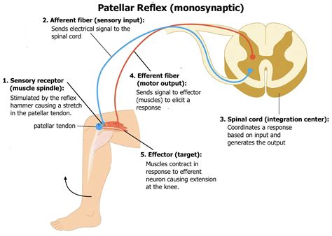 6 5 Homeostatic Reflex Pathways Biology Libretexts