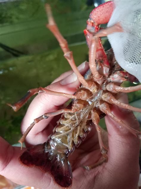 What Gender Is My Crayfish R Crayfish