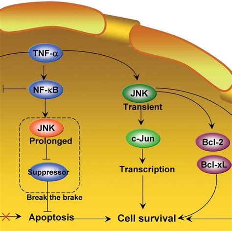 Jnk Promotes Cancer Cell Survival By Modulating Cancer Cell Initiation