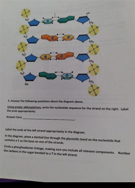 Solved 4 A Nucleoside Triphosphate Containing T As The Base