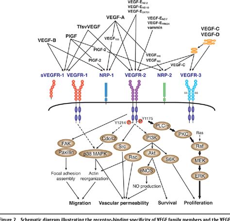 Figure 2 From The Vascular Endothelial Growth Factor Vegfvegf