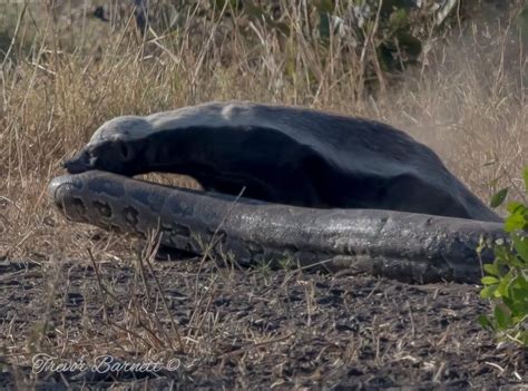 Honey Badger Vs Python