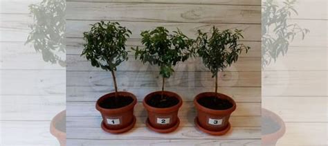 Миртовое дерево купить в Краснодаре | Товары для дома и дачи | Авито