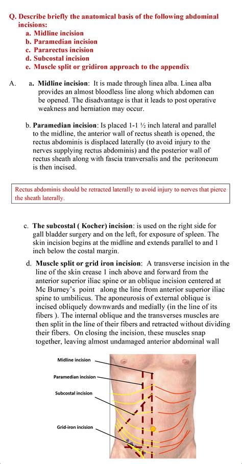 Rectus Sheath Anatomy Qa
