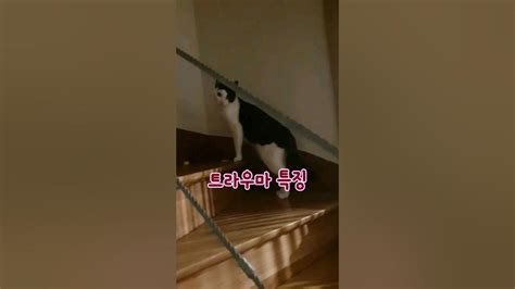 프랑스 트라우마 고양이 근황 Youtube