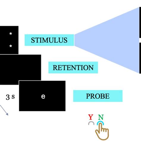 Schematic Of Ls Task Presentation In The Stimulus Presentation Phase