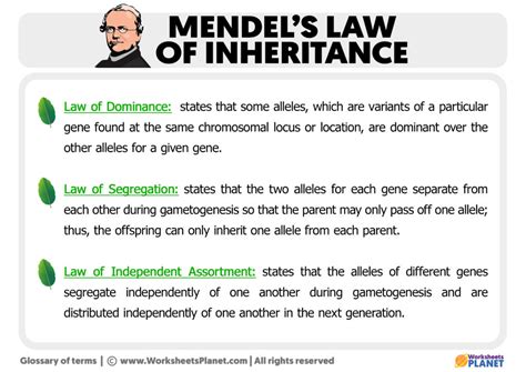 what is mendel s law