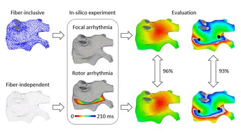 Flutter Archives Ieee Transactions On Biomedical Engineering Tbme