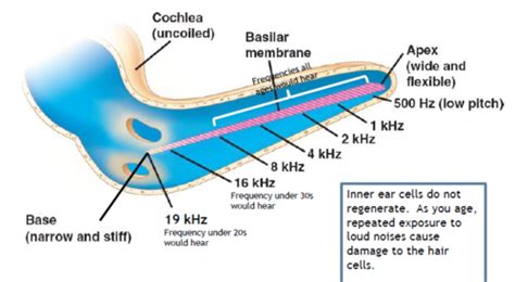 Sem 2 Perception Spatial Hearing Flashcards Quizlet