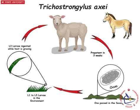 Ncsu Veterinary Parasitology
