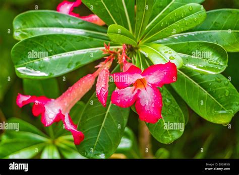 Rainforest Flowers