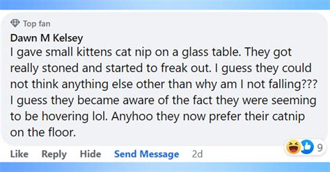 The Catnip Madness Continues Funniest Things Cats Have Done While On The Nip I Can Has