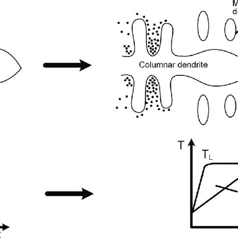Schematic Diagram Of The Broken Up Of The Columnar Dendrite Download