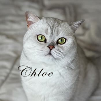 Chloe Sky Purebreds Plus