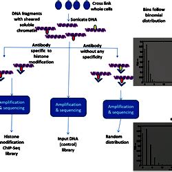 Overview Of ChIP Seq Process