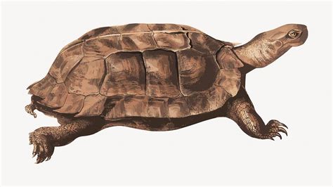 Kachuga Terrapin Emys Kachuga Illustrations Free Photo Illustration Rawpixel