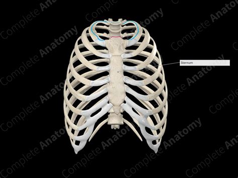 Sternum Complete Anatomy