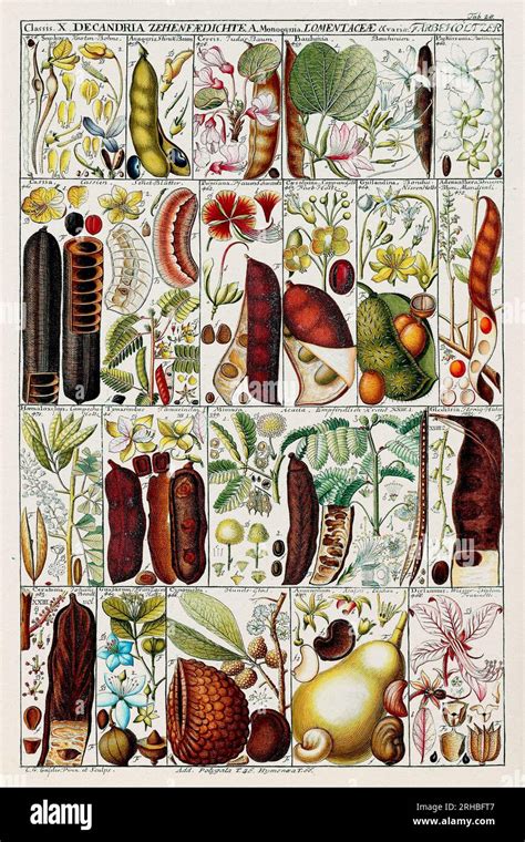 Vintage Botanical Illustration 18th Century Botanical Chart Linnaean Plant Classification In A