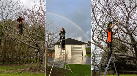 Fruit Tree Pruning Waikato Nz Free Pruning Calendar Marc Doyle