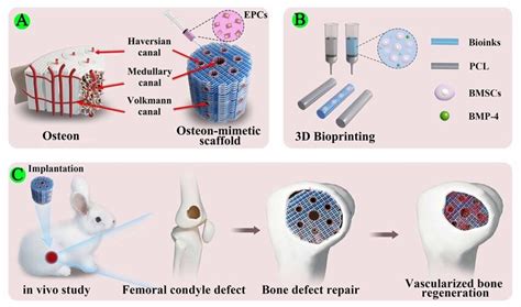 3d Bioprinted Osteon Mimetic Scaffolds Integrated With Medullary Download Scientific Diagram