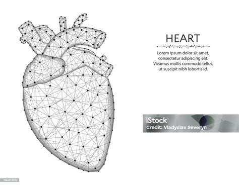 대정맥과 정맥 낮은 폴리 디자인 인간의 장기 추상 그래픽 흰색 배경에 포인트와 선으로 만든 해부학 다각형 와이어 프레임 벡터