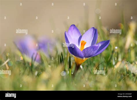 Sieber Crocus Or Greek Dwarf Crocus Crocus Sieberi North Rhine