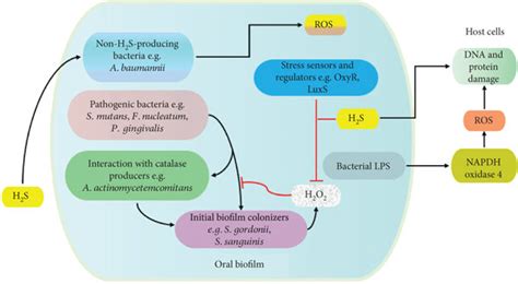 The Representation Of The Possible Role Of H2s In Bacterial Survival