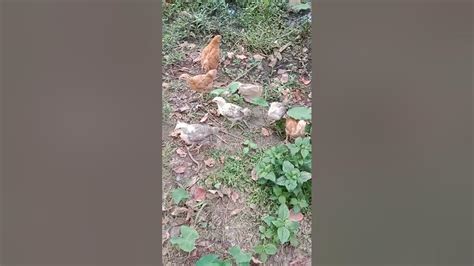 টাইগার মুরগি আট মাস বয়স থেকে ডিম দেয় একাধারে ছয়মাস Youtube