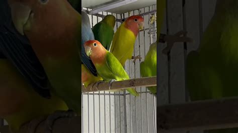 Rare Love Bird Mutations Lovebird Lovebirdsbreeding Parrotsbirds