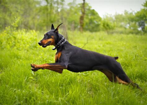 ドーベルマンの魅力 性格や寿命歴史などご紹介 犬との暮らし大百科