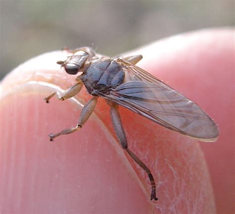 Louse Fly Fontenelle Forest Nature Search Fontenelle Forest Nature