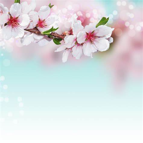 รูปภาพ บุปผา สีชมพู ธรรมชาติ ดอกซากุระ ฤดูใบไม้ผลิ สาขา กลีบดอก