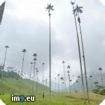 Pic Valley Trees Tallest Colombia Cocora Worlds Palm B