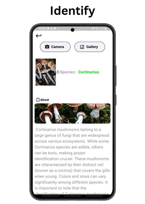 Github Vrtkarimai Mushrooms Recognize Mushrooms Using Ai