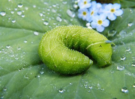 Green Worms In Garden