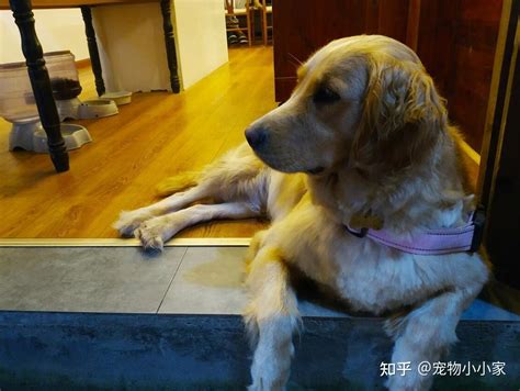 金毛跟你“告别”的几个方式，希望每位铲屎官都看一看 知乎